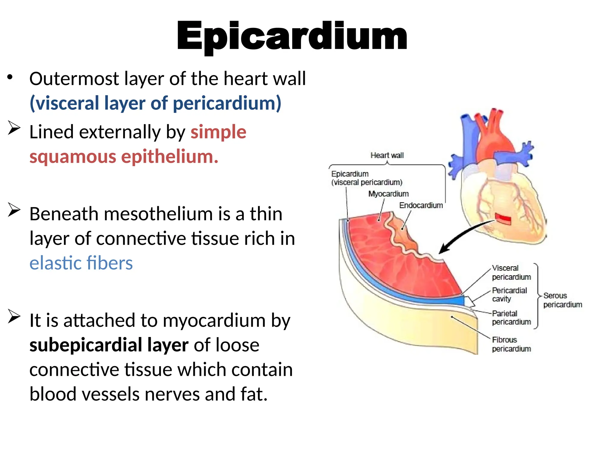 Histology of Circulatory System,arteries veins capillaries small medium ...