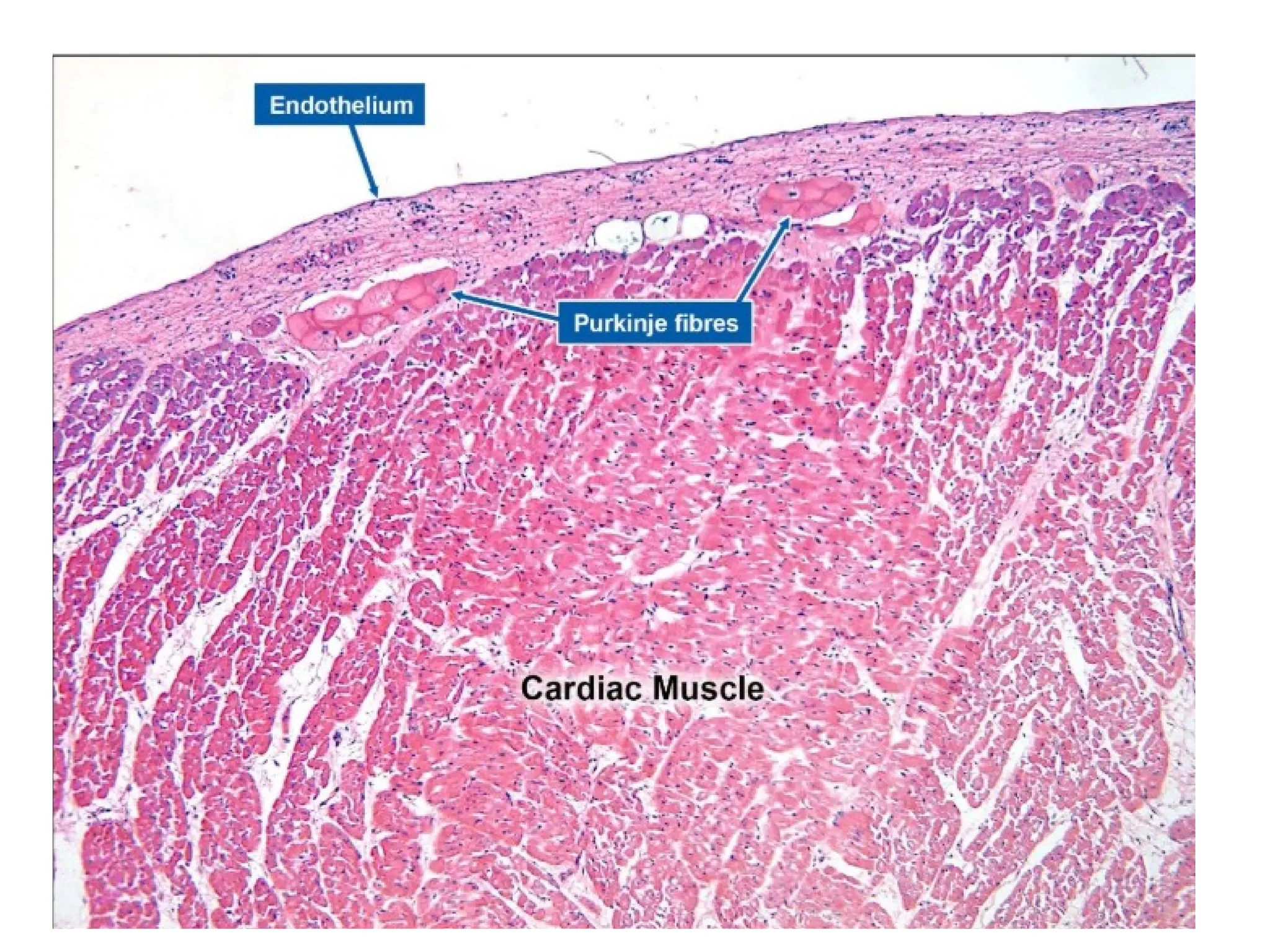 Histology of Circulatory System,arteries veins capillaries small medium ...