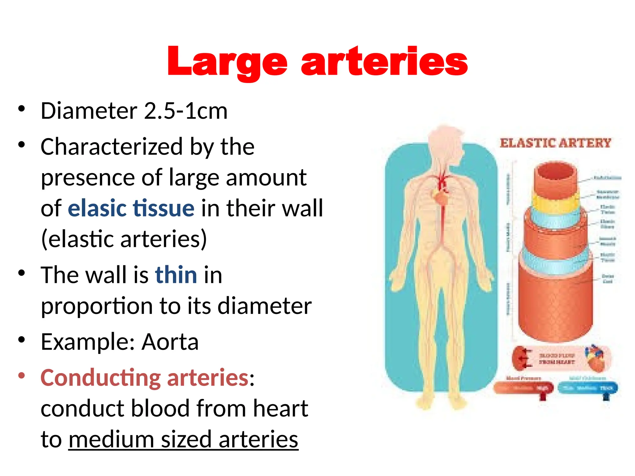 Histology of Circulatory System,arteries veins capillaries small medium ...