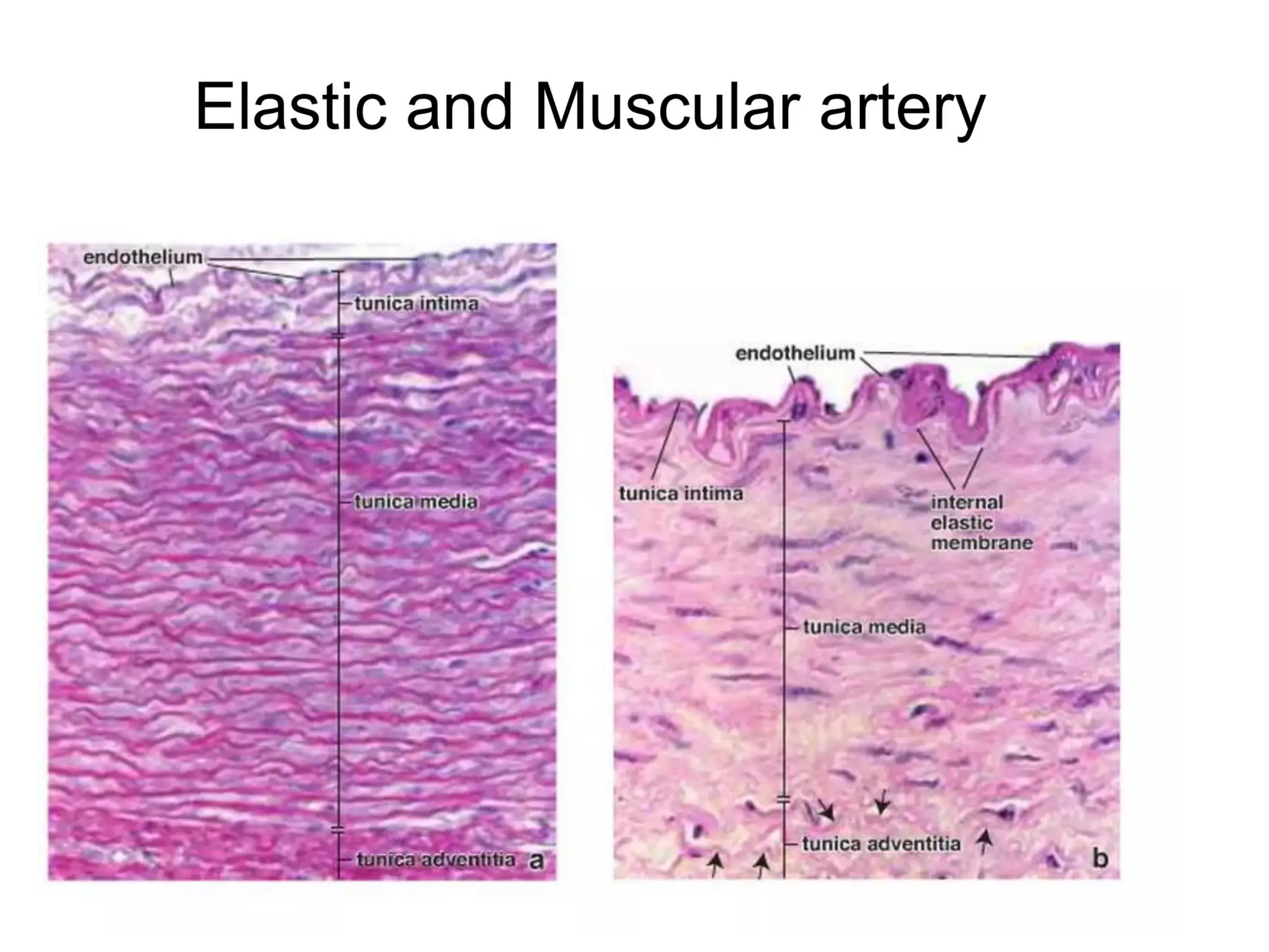 Histology of Circulatory System,arteries veins capillaries small medium ...