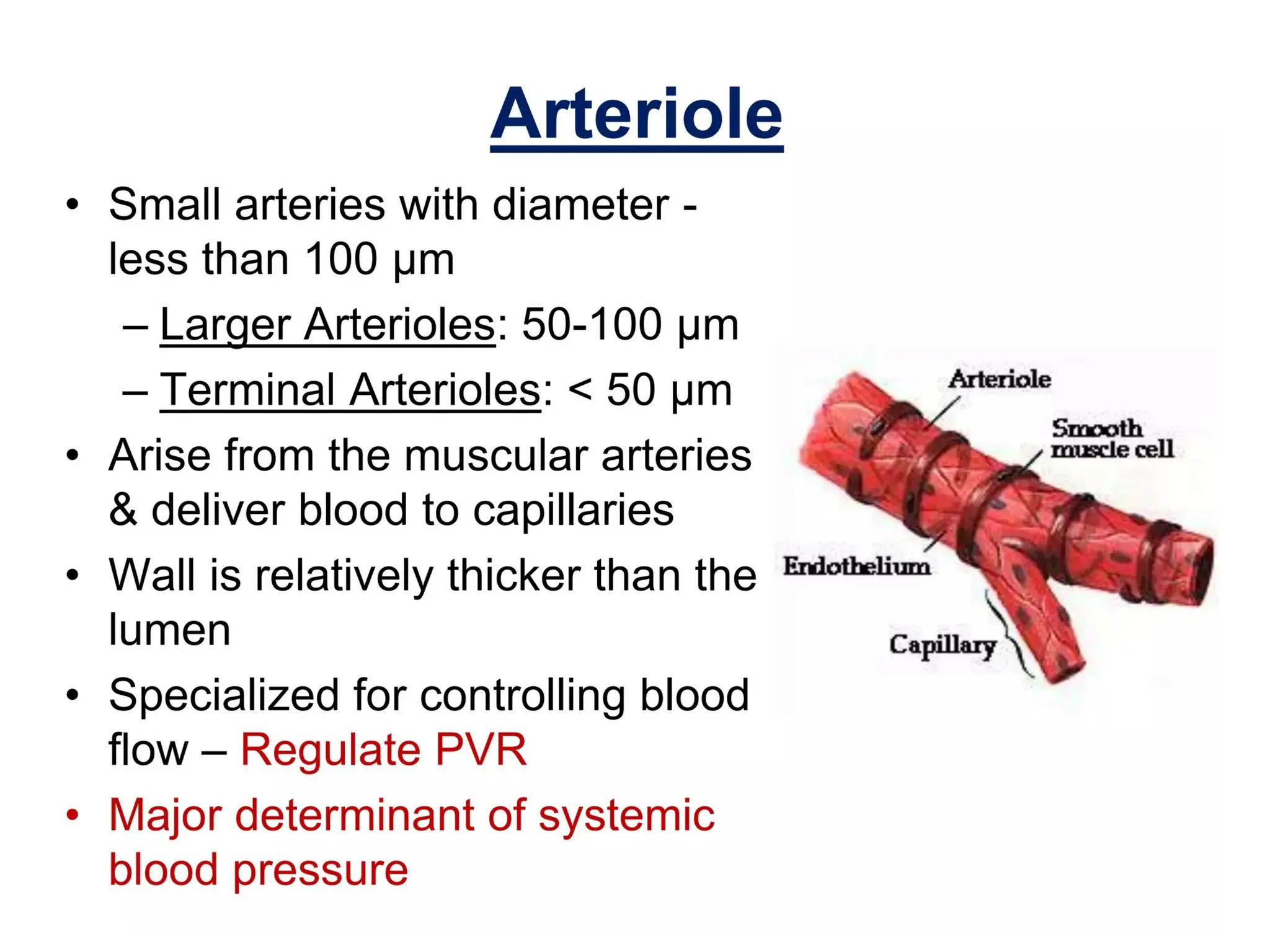 Histology of Circulatory System,arteries veins capillaries small medium ...