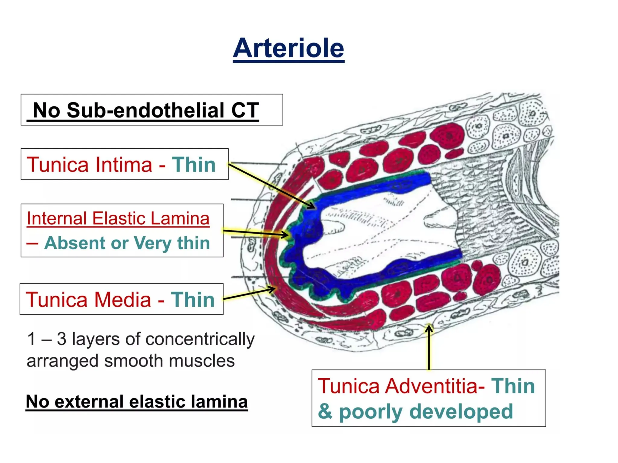 Histology of Circulatory System,arteries veins capillaries small medium ...