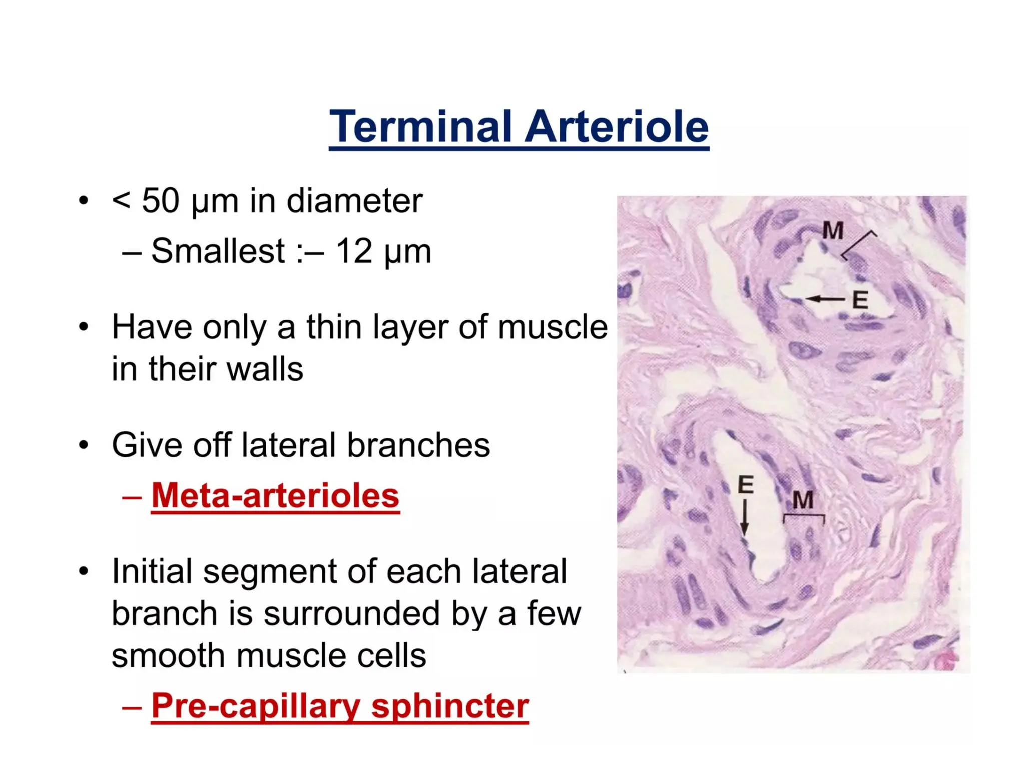 Histology of Circulatory System,arteries veins capillaries small medium ...