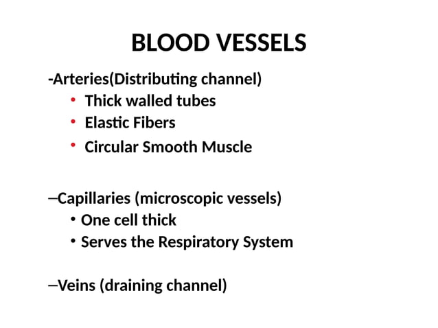 Histology of Circulatory System,arteries veins capillaries small medium ...