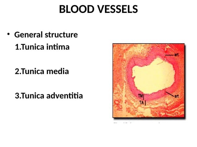 Histology of Circulatory System,arteries veins capillaries small medium ...