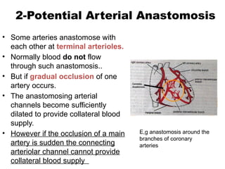 Histology of Circulatory System,arteries veins capillaries small medium ...