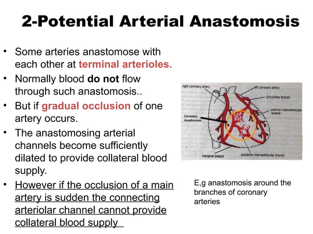 Histology of Circulatory System,arteries veins capillaries small medium ...