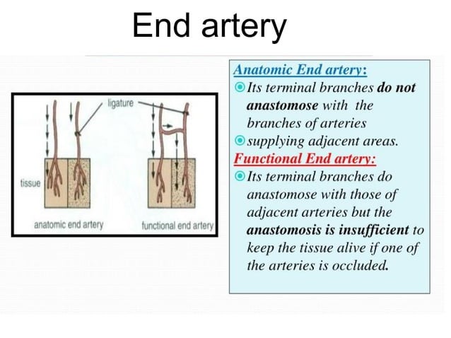 Histology of Circulatory System,arteries veins capillaries small medium ...