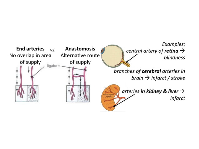 Histology of Circulatory System,arteries veins capillaries small medium ...