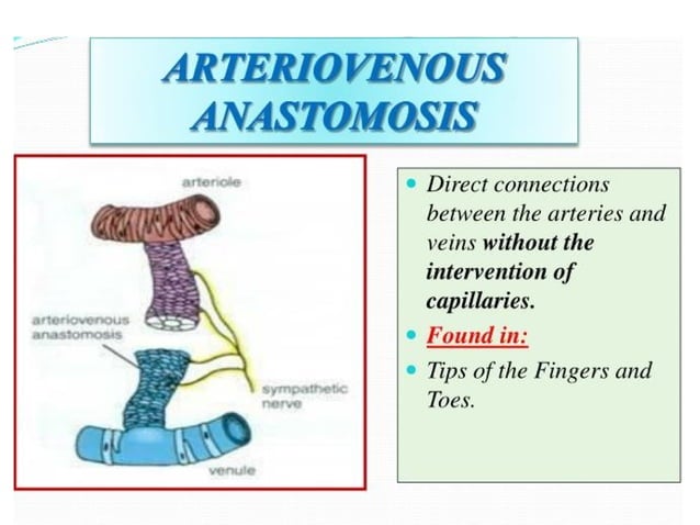 Histology of Circulatory System,arteries veins capillaries small medium ...