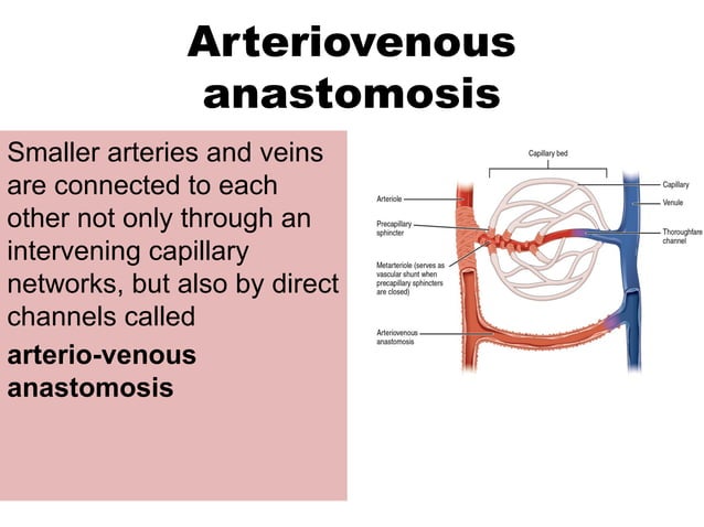 Histology of Circulatory System,arteries veins capillaries small medium ...