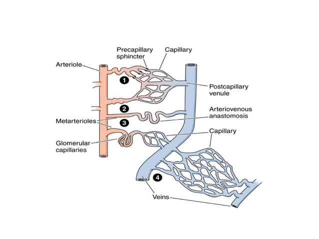 Histology of Circulatory System,arteries veins capillaries small medium ...