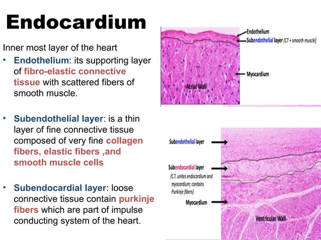 Histology of Circulatory System,arteries veins capillaries small medium ...