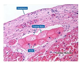 Histology of Circulatory System,arteries veins capillaries small medium ...
