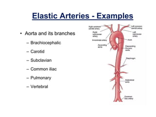 Histology of Circulatory System,arteries veins capillaries small medium ...