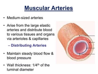 Histology of Circulatory System,arteries veins capillaries small medium ...
