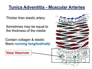 Histology of Circulatory System,arteries veins capillaries small medium ...