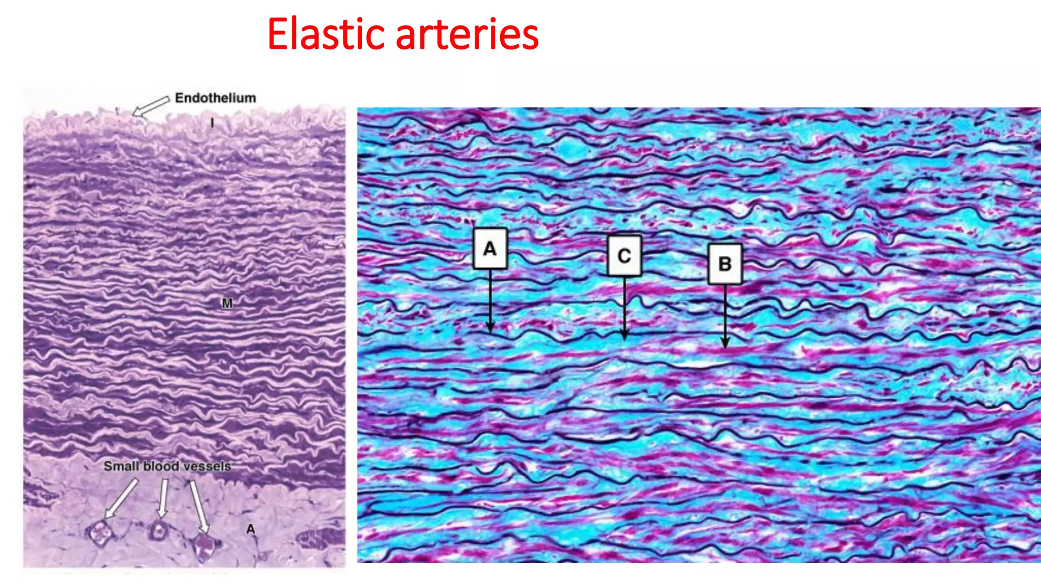 Histology of circulatory system-FB.pdf