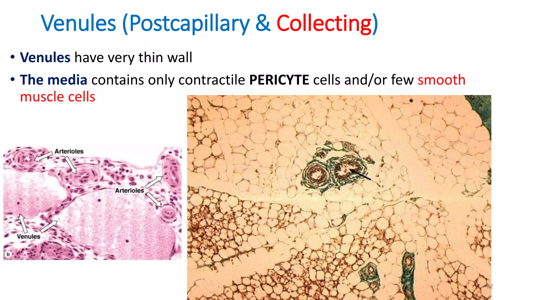 Histology of circulatory system-FB.pdf