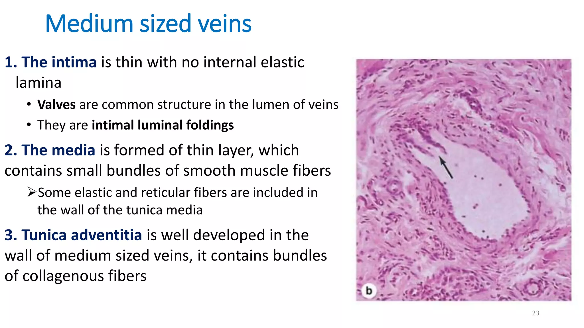 Histology of circulatory system-FB.pdf