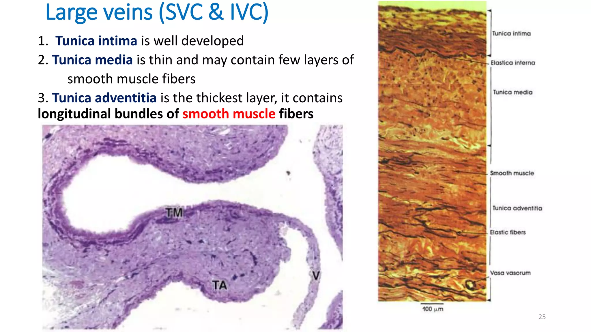 Histology of circulatory system-FB.pdf