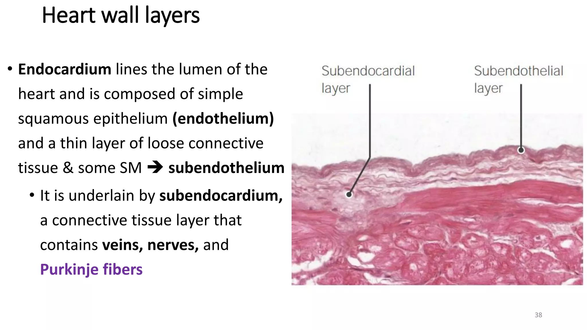 Histology of circulatory system-FB.pdf