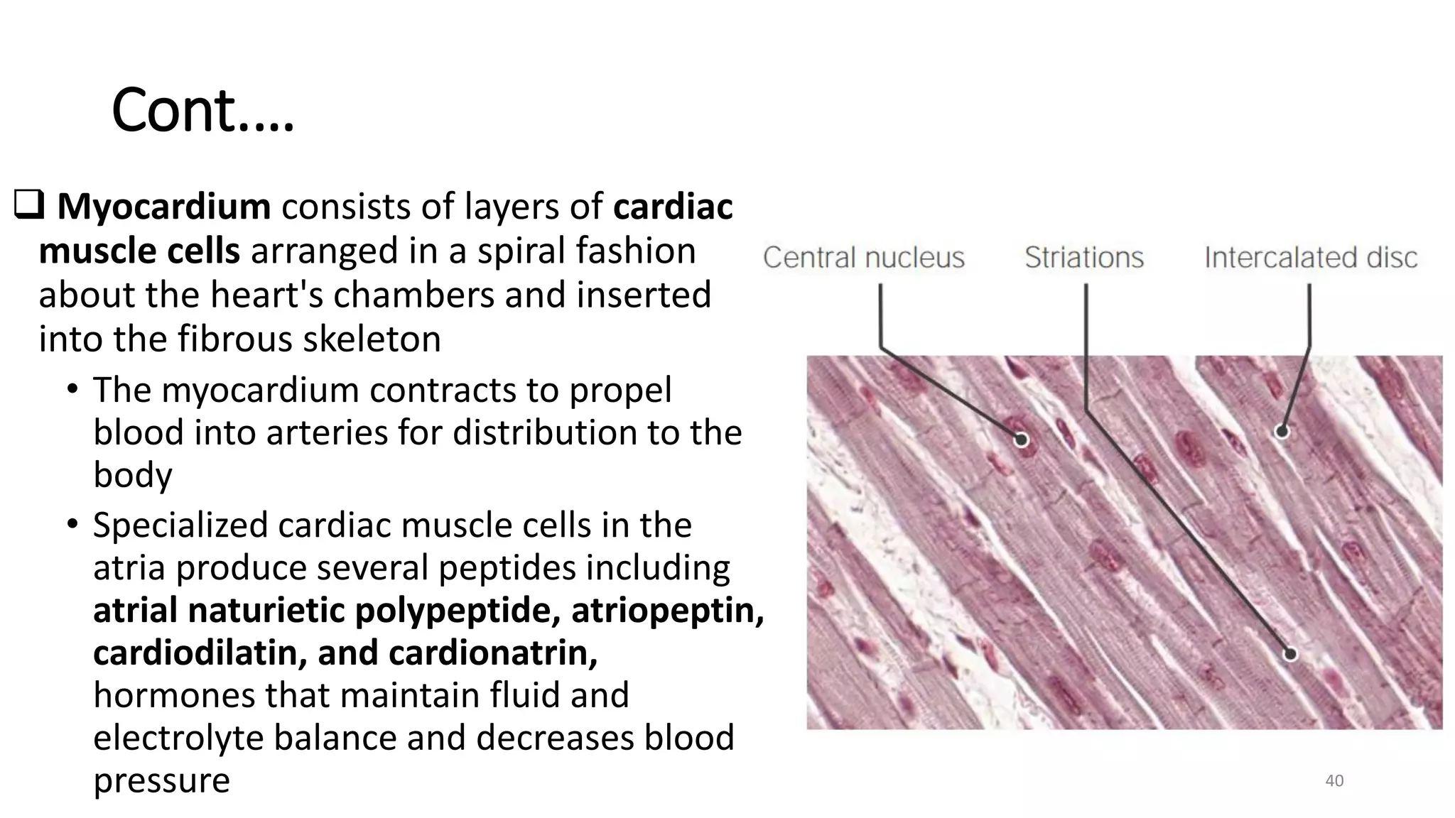 Histology of circulatory system-FB.pdf