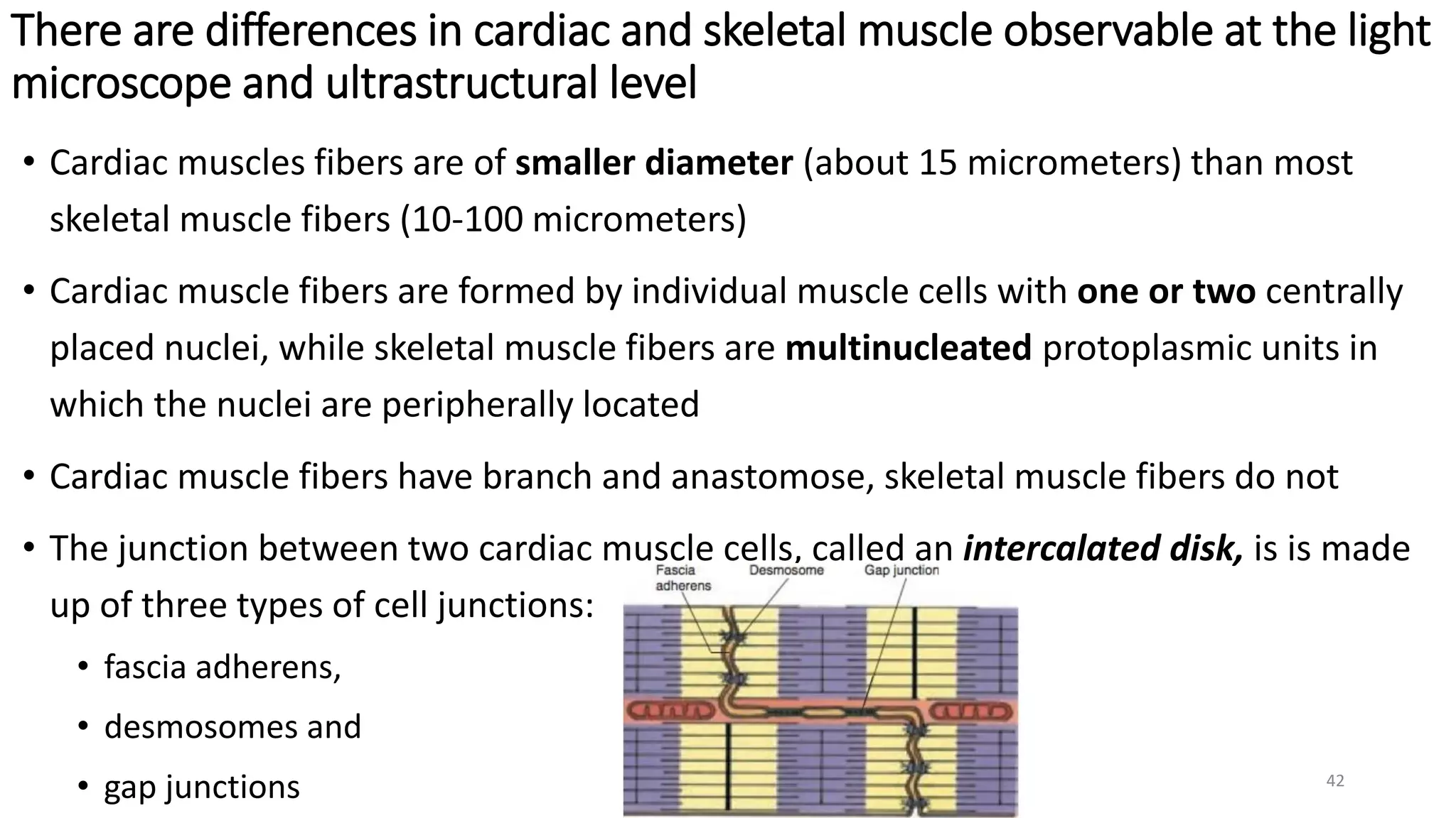 Histology of circulatory system-FB.pdf