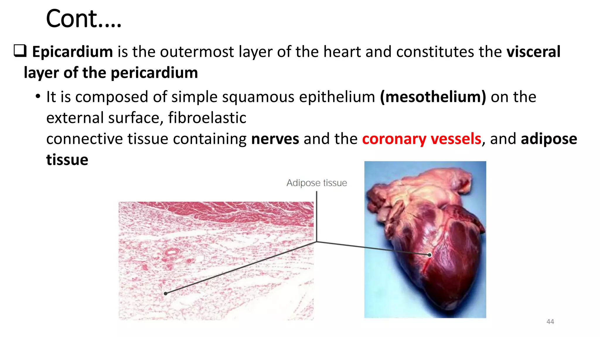 Histology of circulatory system-FB.pdf