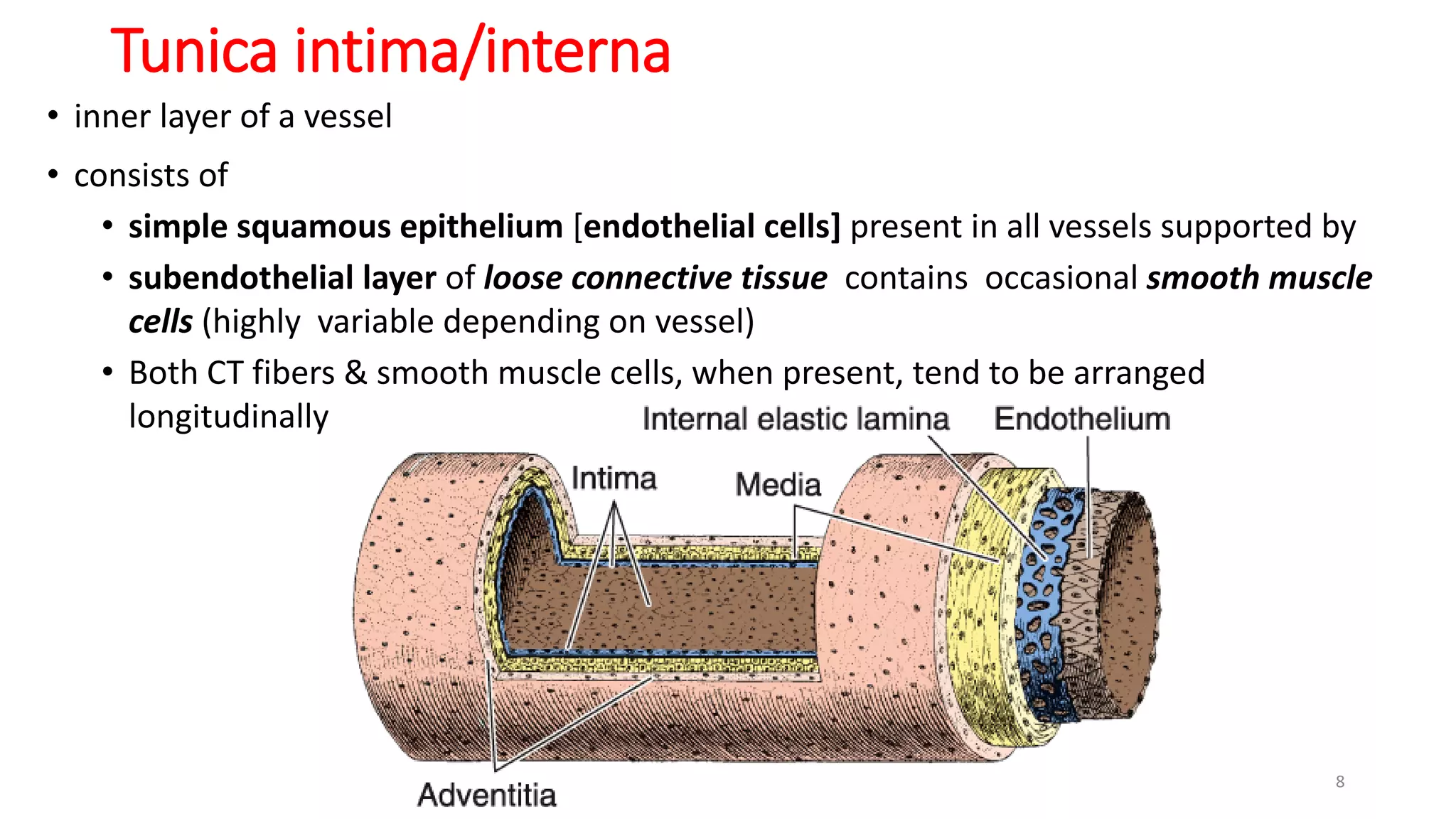 Histology of circulatory system-FB.pdf | Heart and Cardiovascular ...