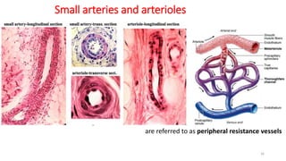 Histology of circulatory system-FB.pdf