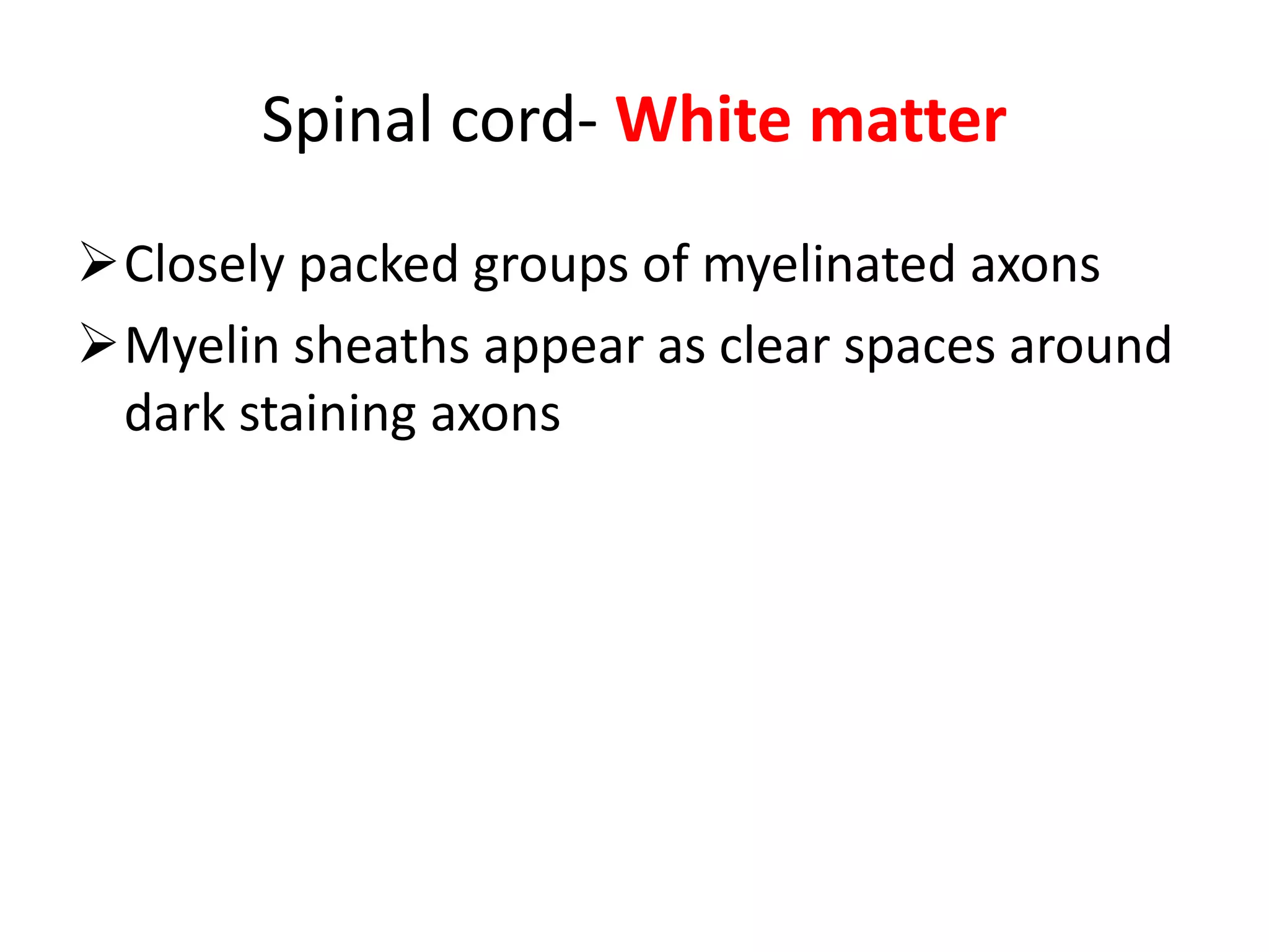 Histology of cns.dk.2014