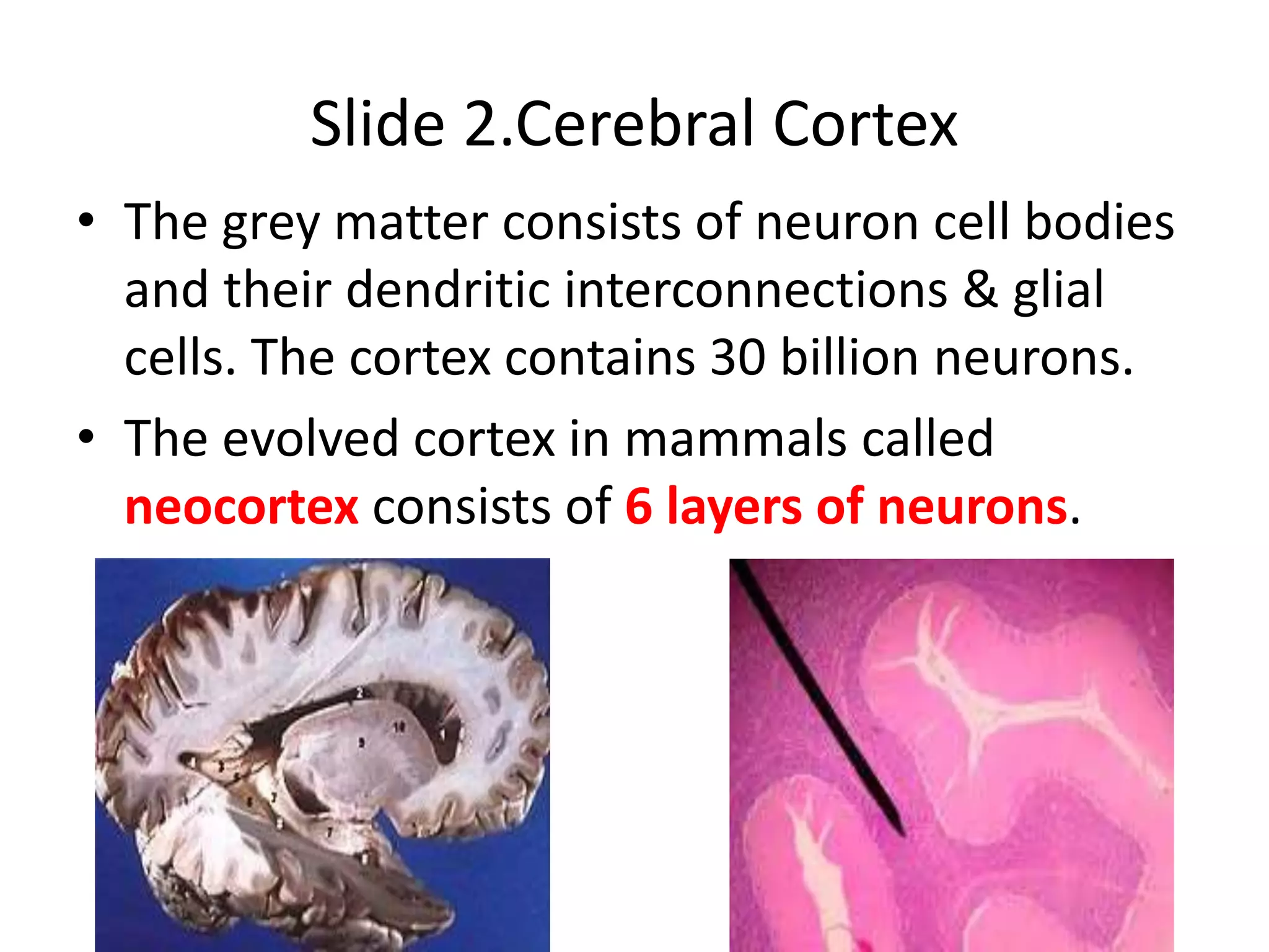 Histology of cns.dk.2014