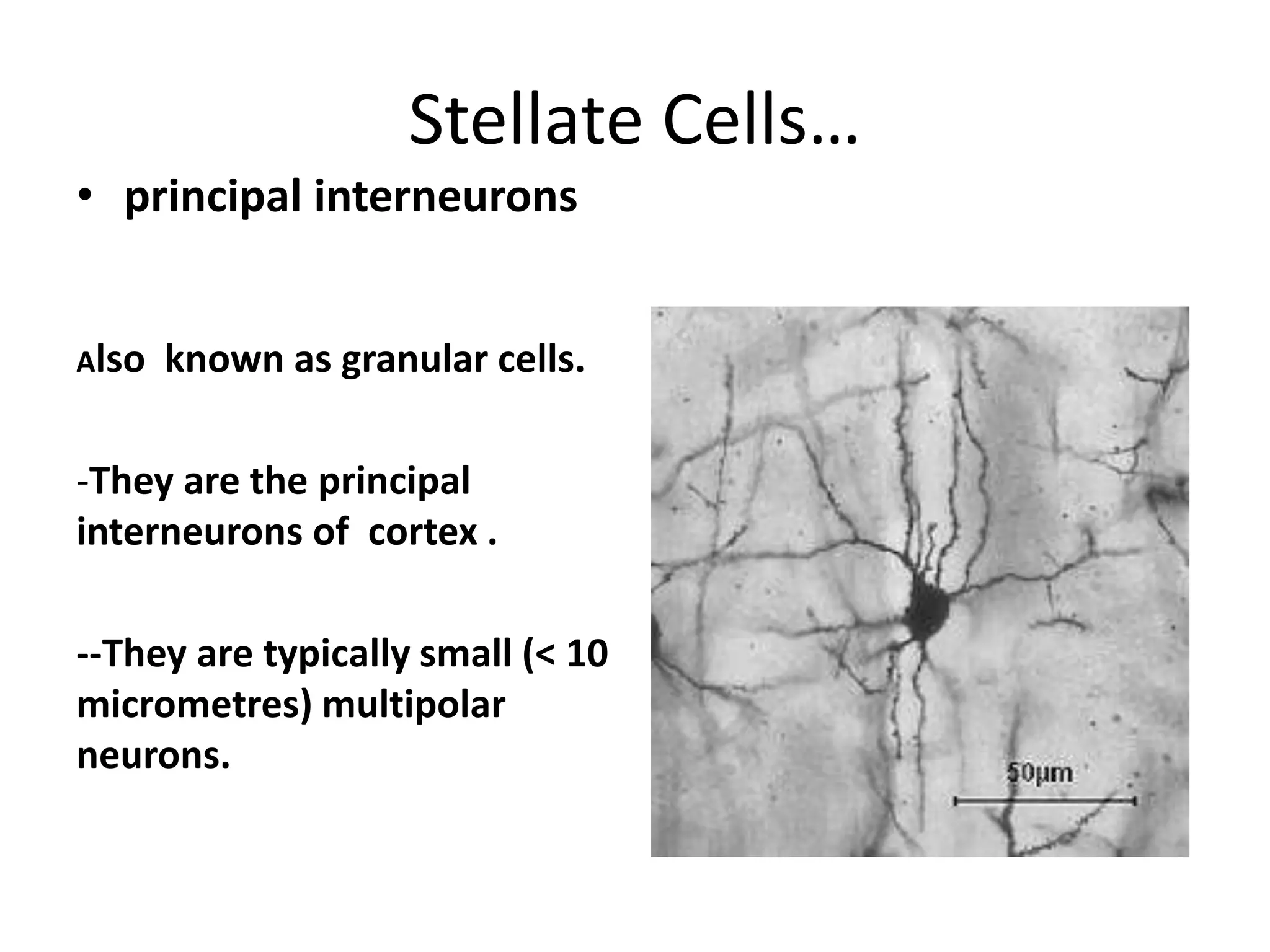 Histology of cns.dk.2014