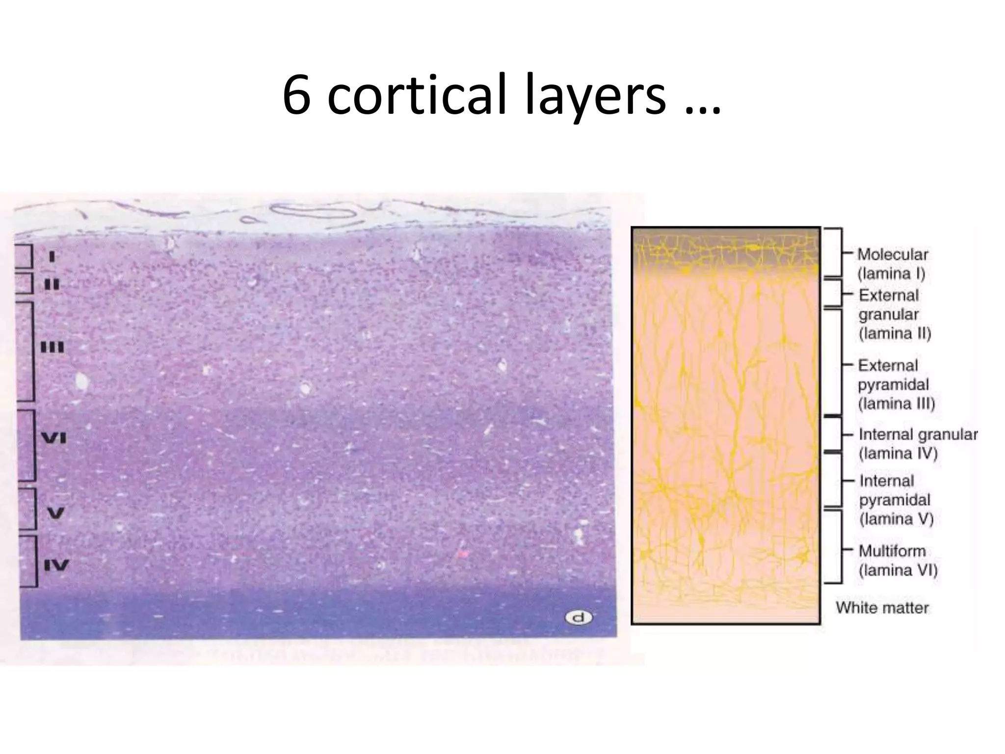 Histology of cns.dk.2014