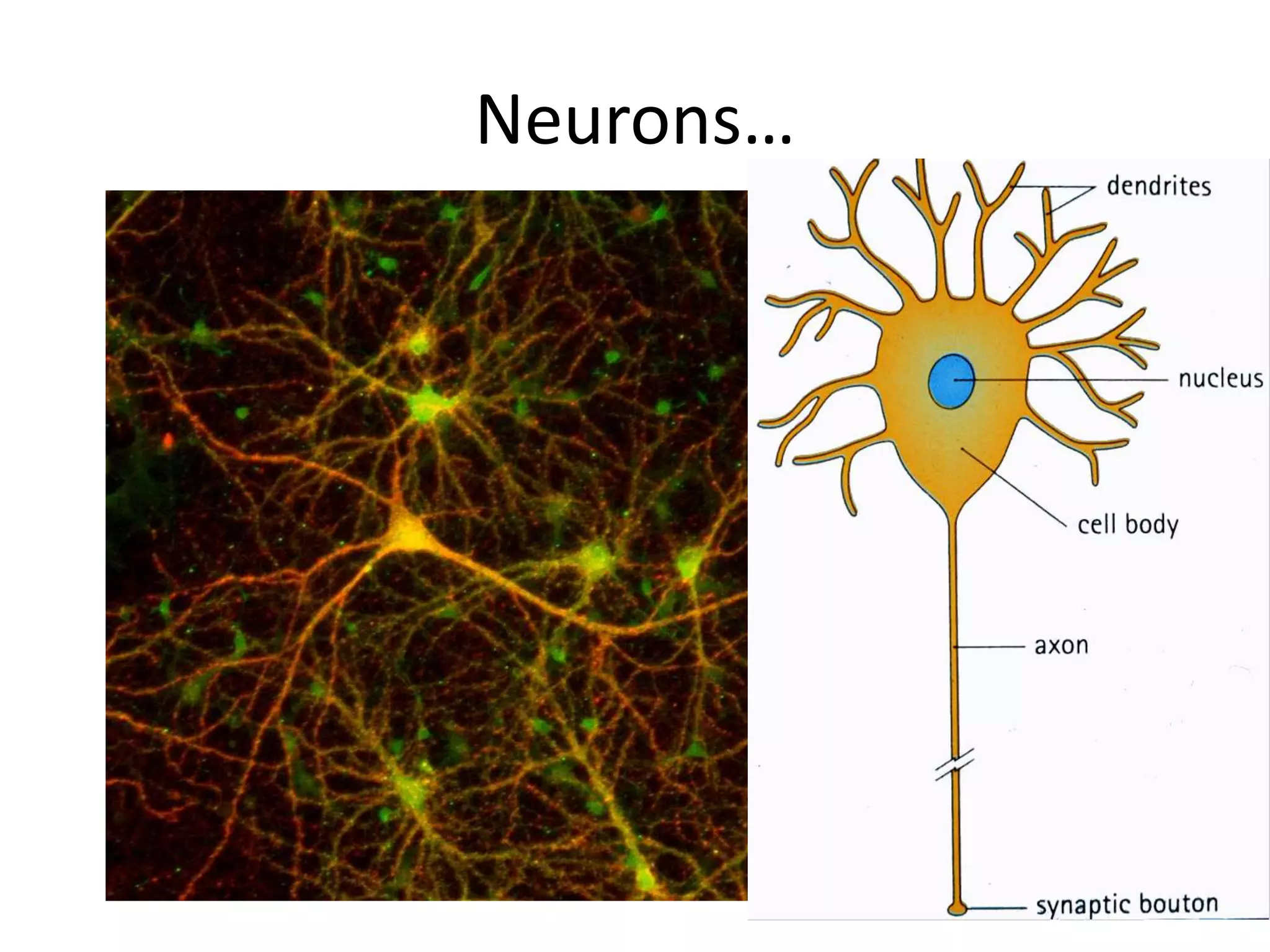 Histology of cns.dk.2014