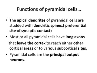 Pyramidal Cells Histology