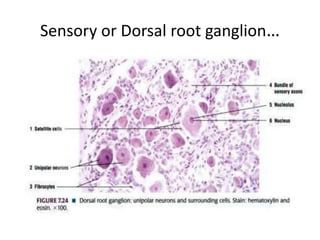 Unipolar Neuron Under Microscope