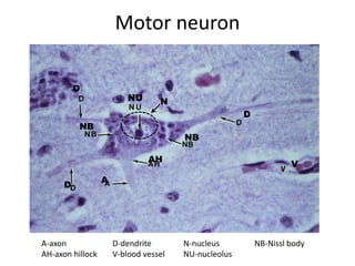 Neuron Histology