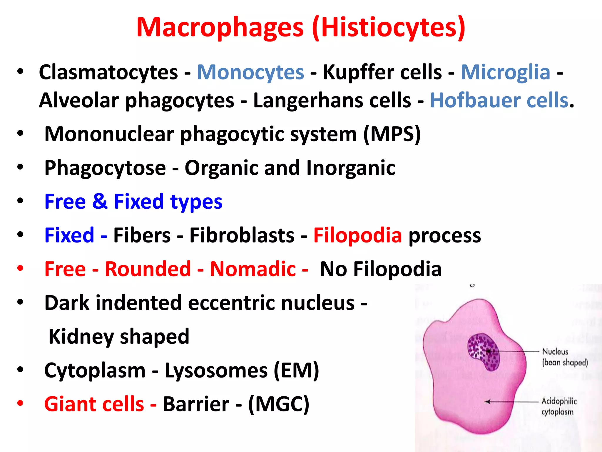 Histology of Connective Tissue.pptx