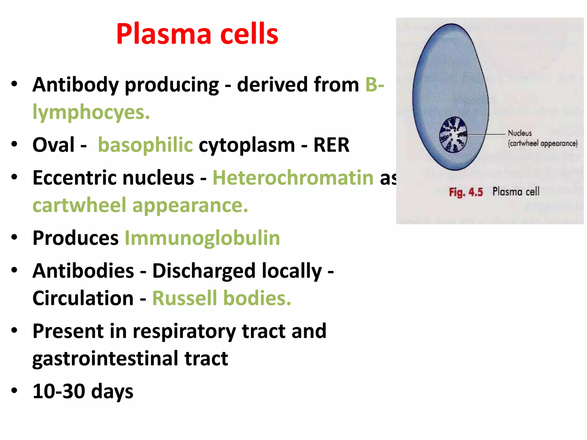 Histology of Connective Tissue.pptx