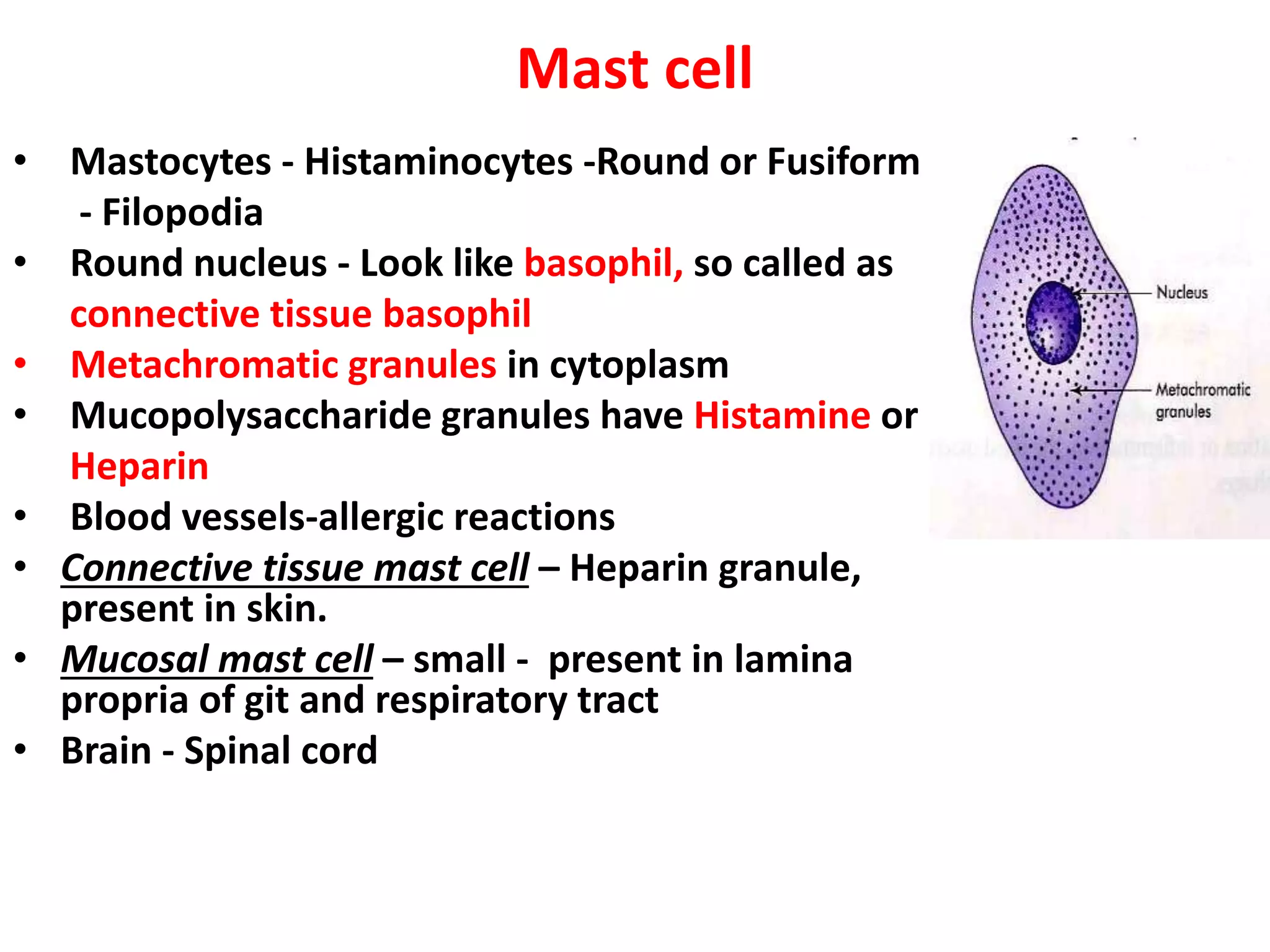 Histology of Connective Tissue.pptx