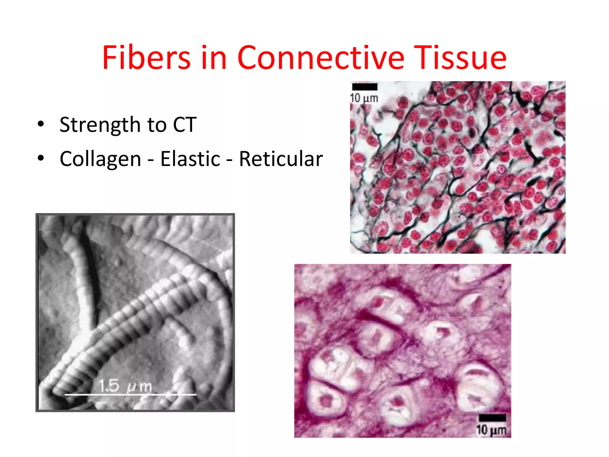 Histology of Connective Tissue.pptx
