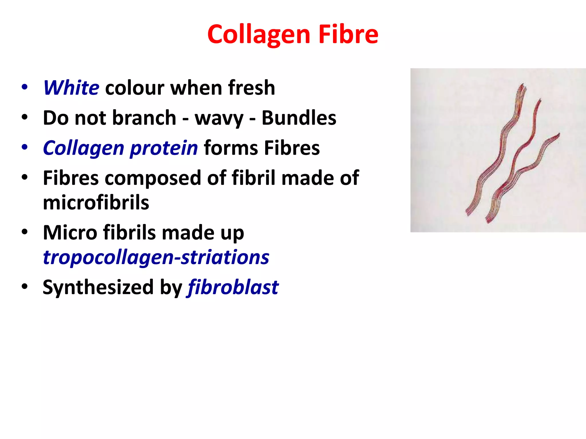 Histology of Connective Tissue.pptx