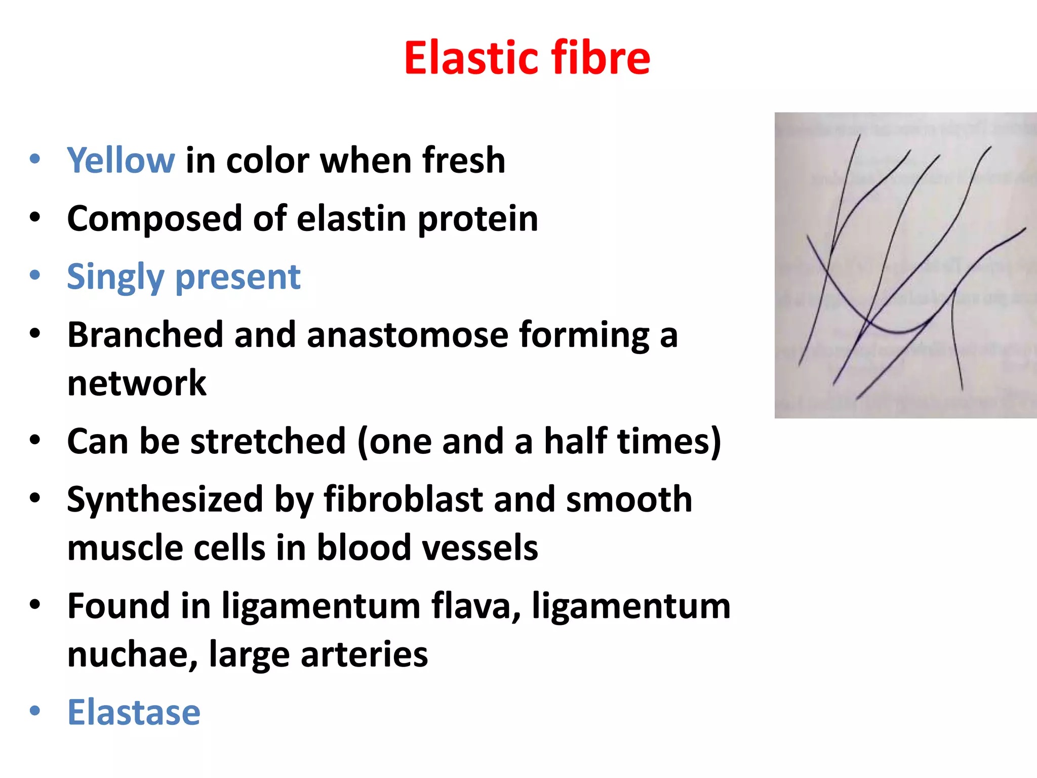 Histology of Connective Tissue.pptx