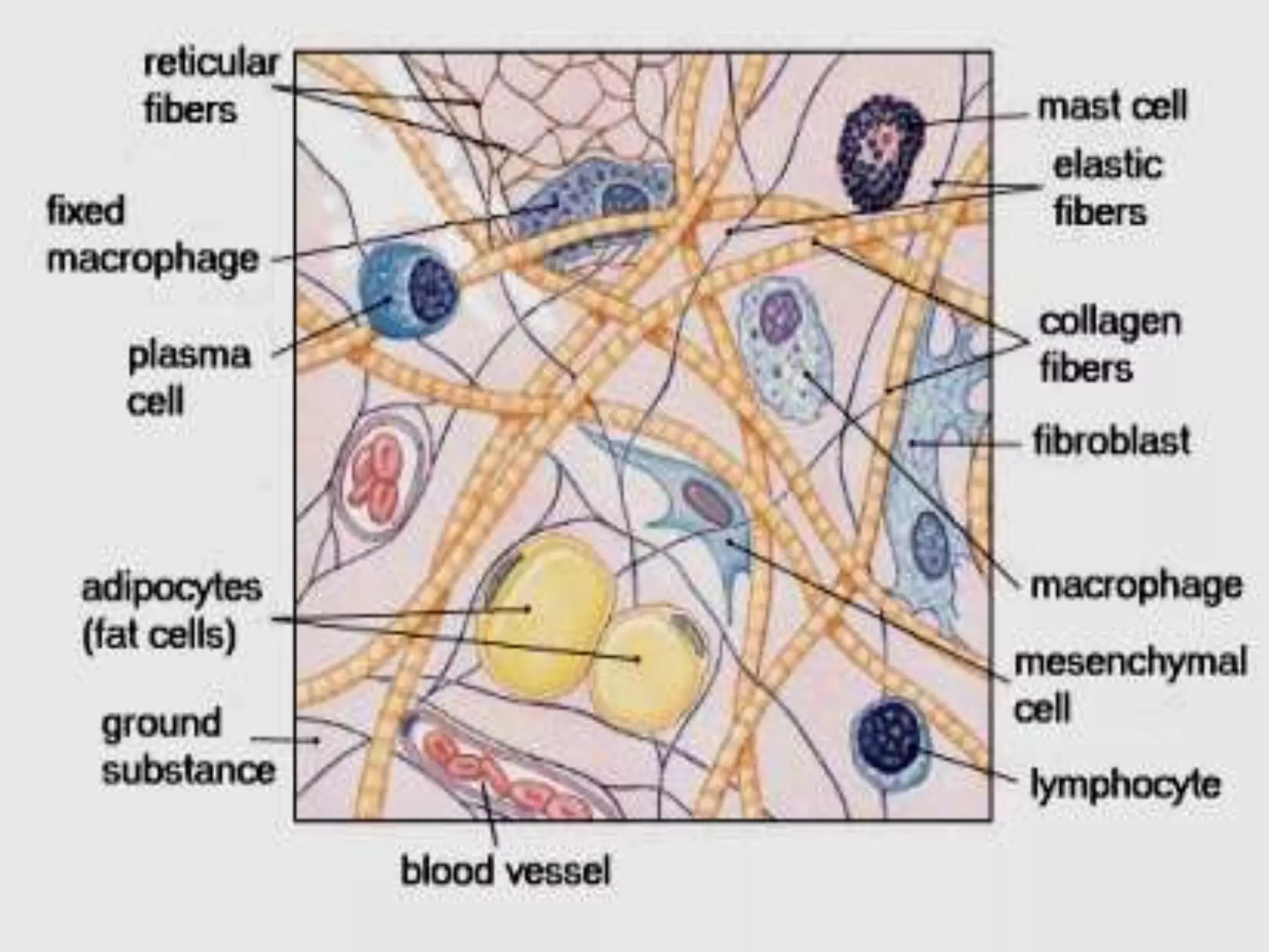 Histology of Connective Tissue.pptx