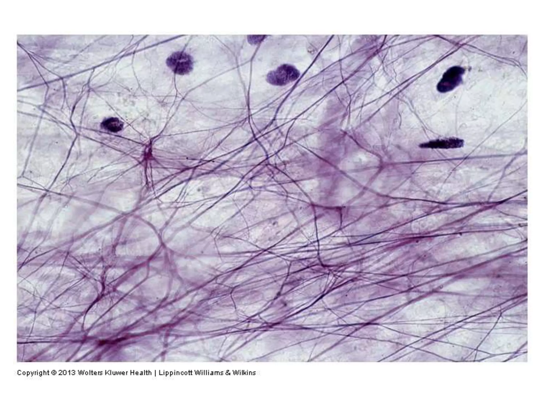 Histology of Connective Tissue.pptx