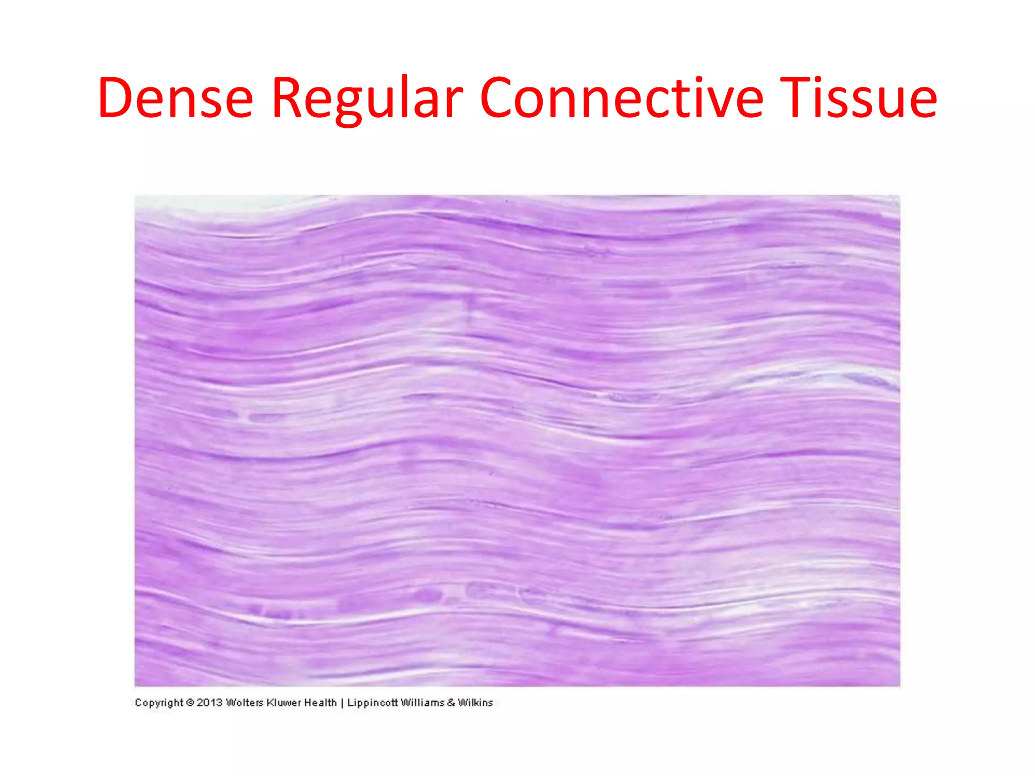 Histology of Connective Tissue.pptx
