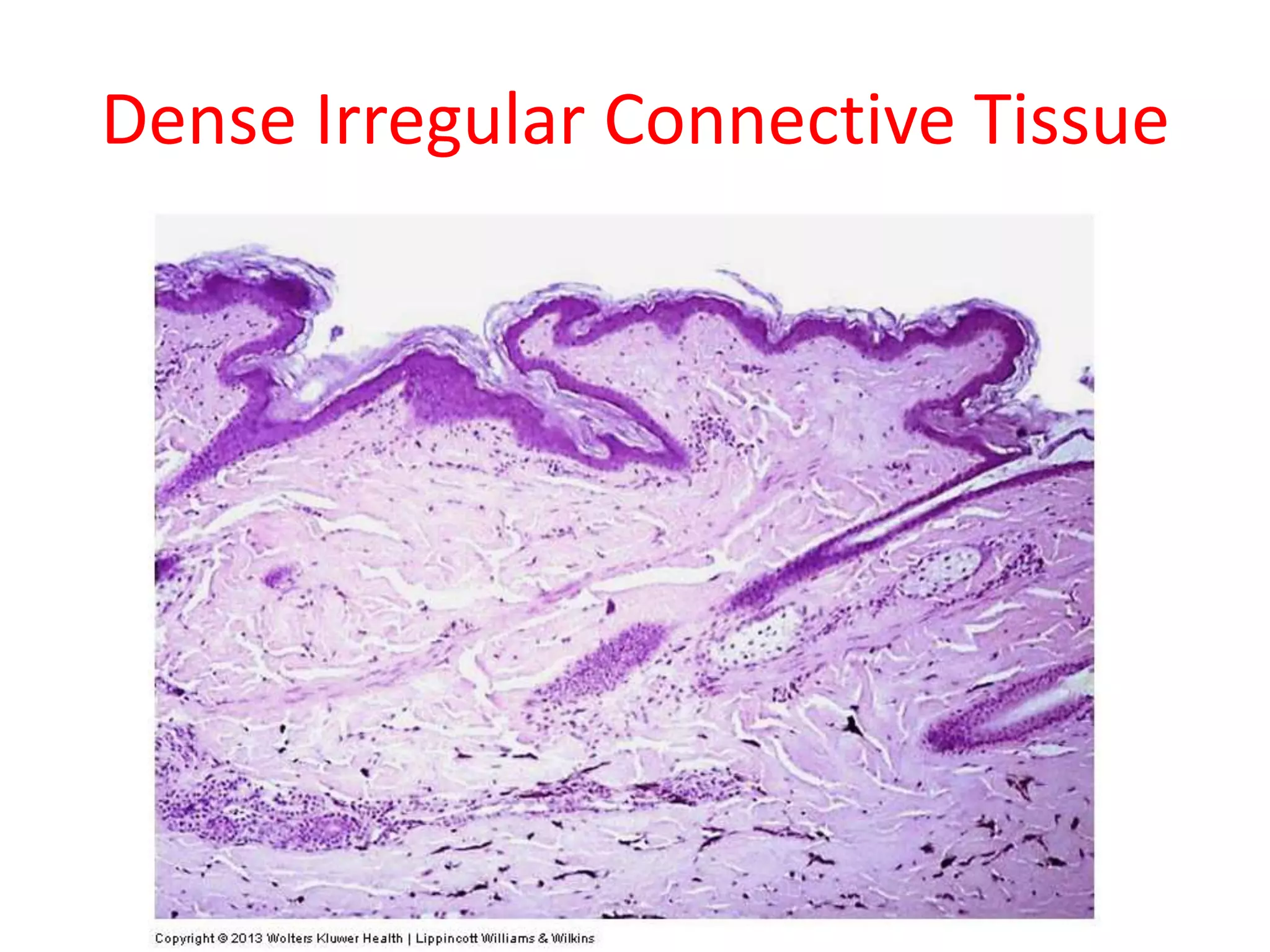 Histology of Connective Tissue.pptx