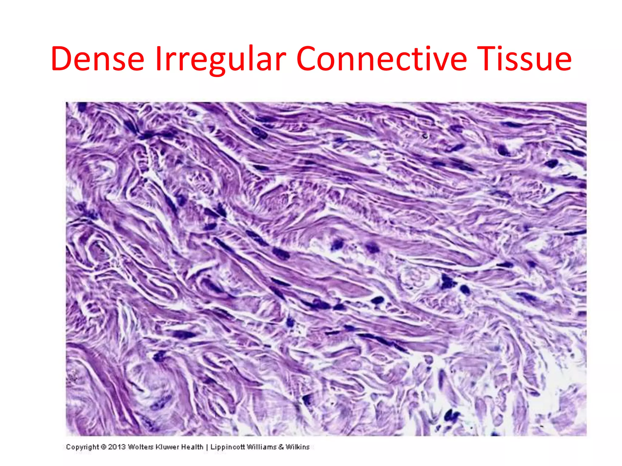 Histology of Connective Tissue.pptx